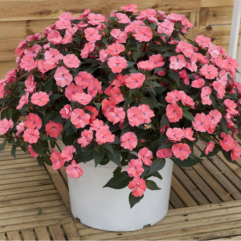 Sunpatiens Vigorous